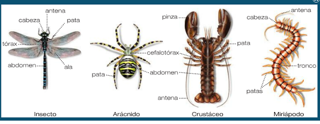 Mi Blog De Biologia: Los Atropodos