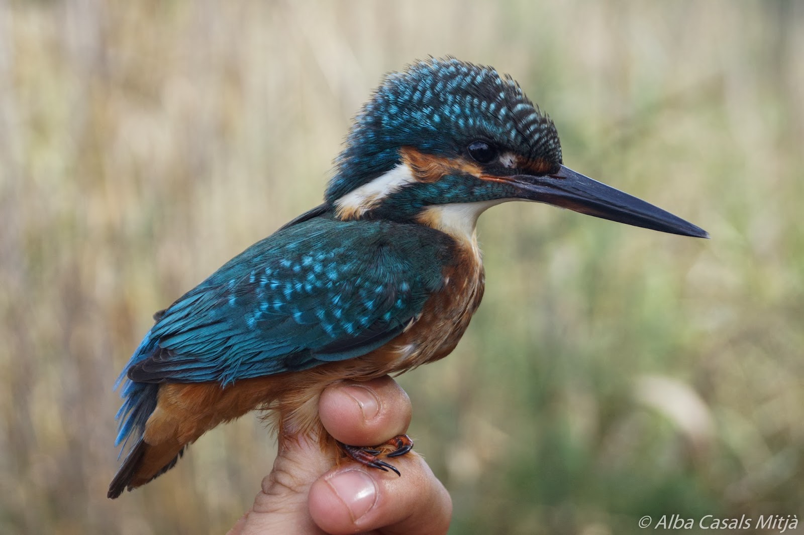 assocgirona@gmail.com: El Dia Mundial dels Ocells al Ter Vell, Baix Ter ...