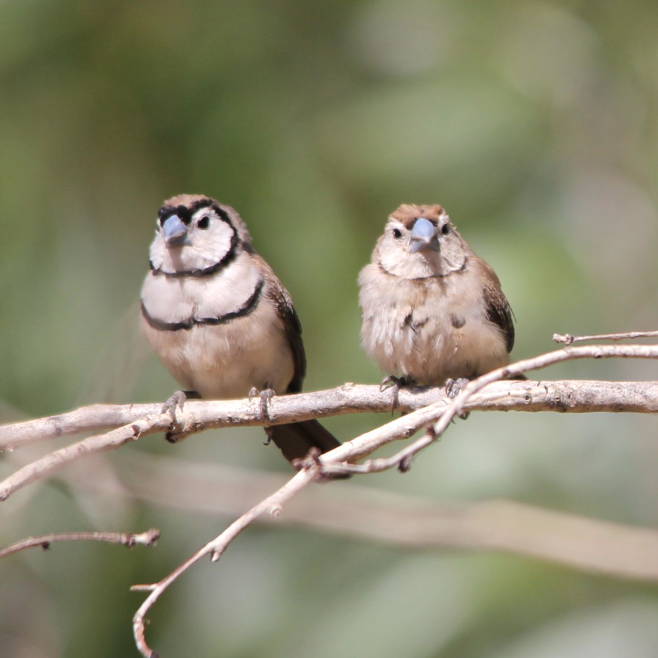 Pete's Flap Birding Aus: Double-barred finch - gorgeous at Geikie Gorge