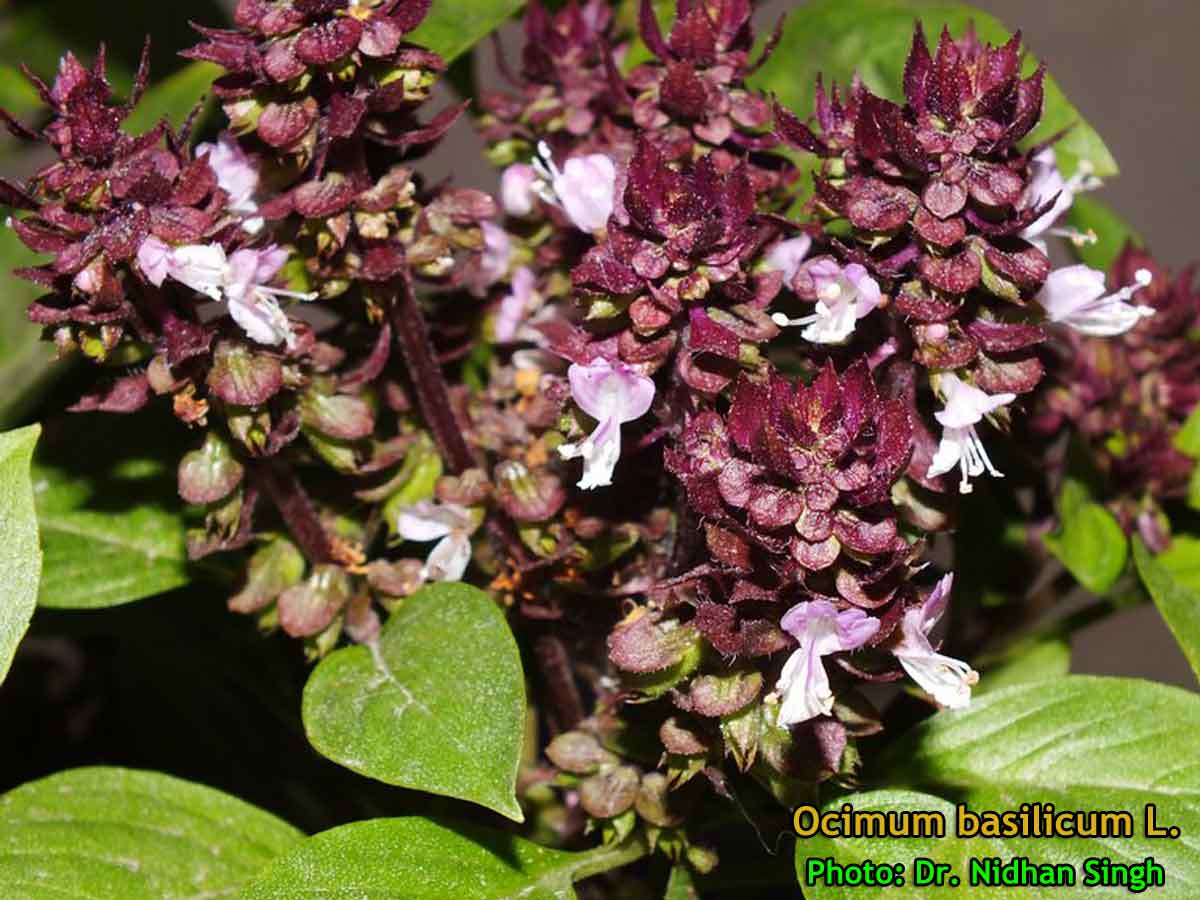 Medicinal Plants: Ocimum basilicum, Basil, Tulasi, tirnirupachai