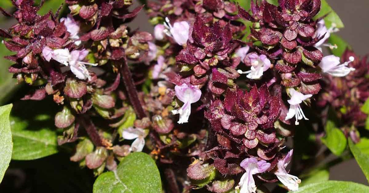 Medicinal Plants: Ocimum basilicum, Basil, Tulasi, tirnirupachai