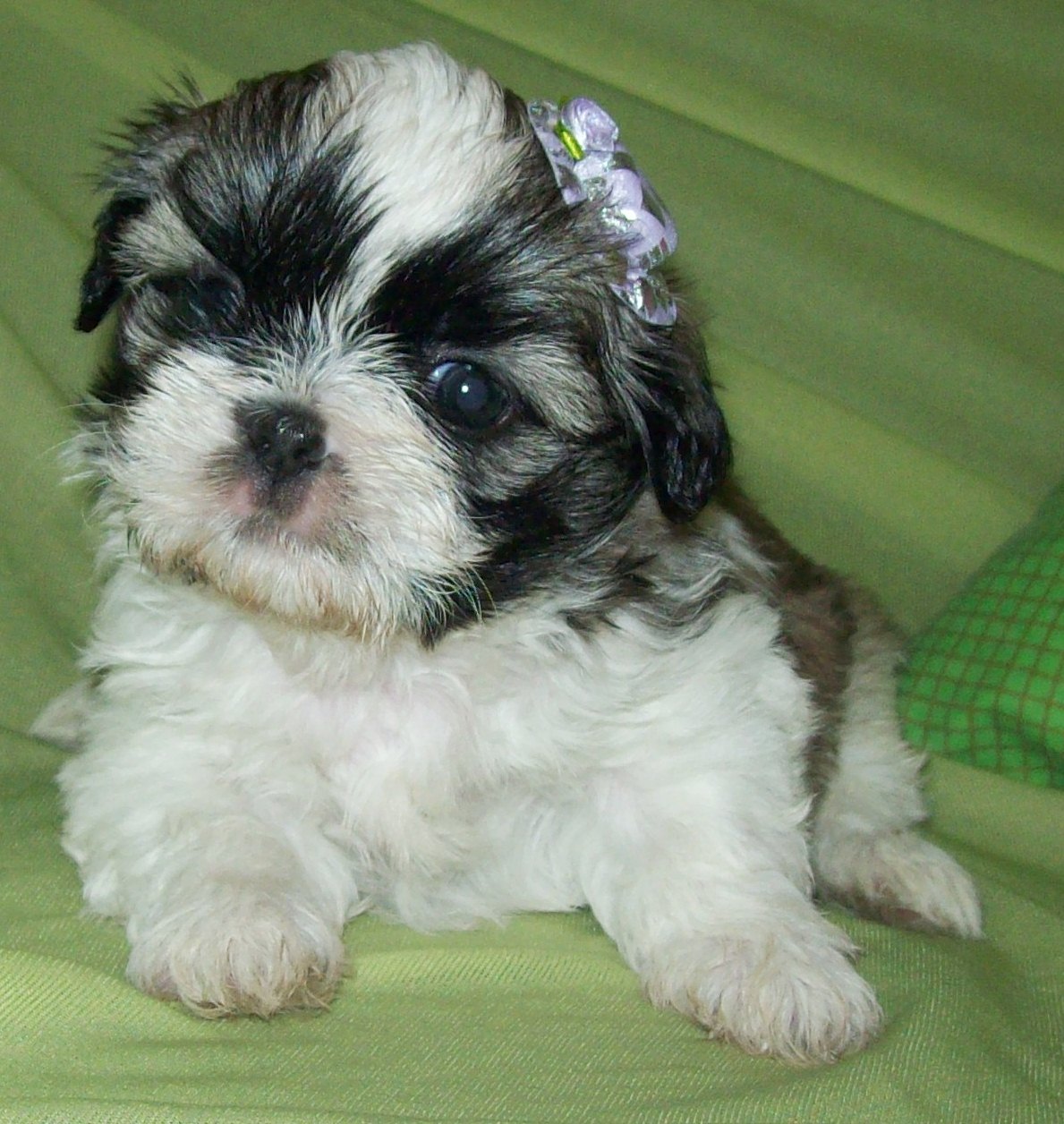 Canil Paixão brasileira - Filhotes de Shih-Tzu no Rio de Janeiro: Filhotes