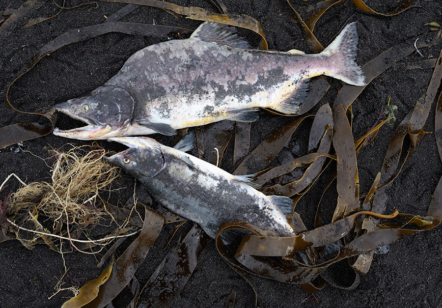 Igor Shpilenok: Das Leben und Sterben der Lachse