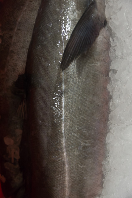 Through the Gaps! - Newlyn Fishing News: Whitefish, big whitefish ...