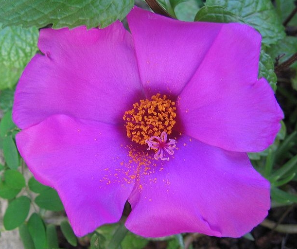 Jom Tanam Bunga: Ros Jepun Si Bunga Comel