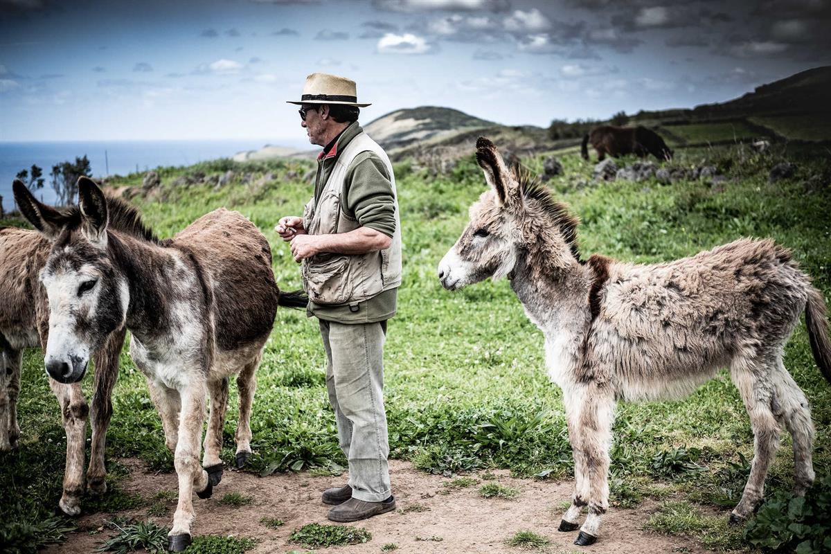 Trabalhou com Fellini e Scorsese. Agora, salva o burro anão dos Açores ...
