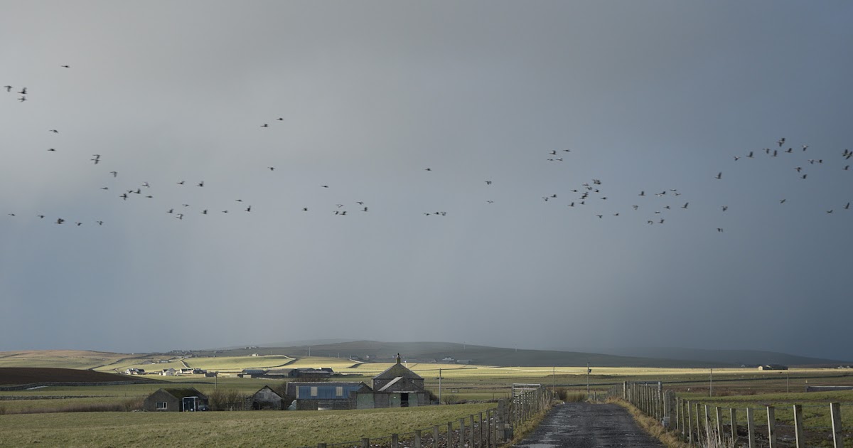 Love of Scotland: Orcadian Elemental