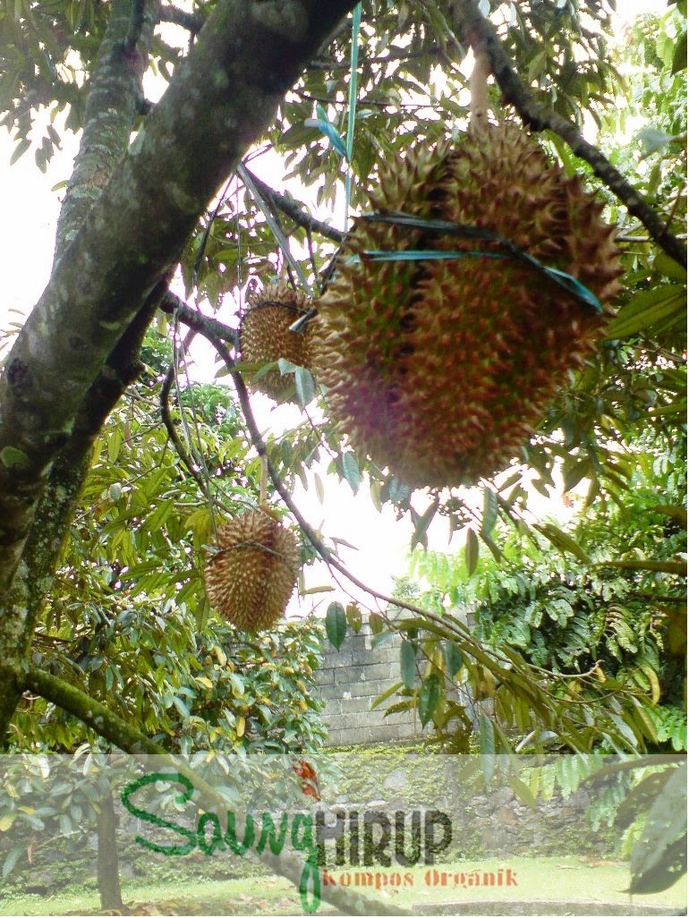 CV. Saung Hirup: Kebun Durian