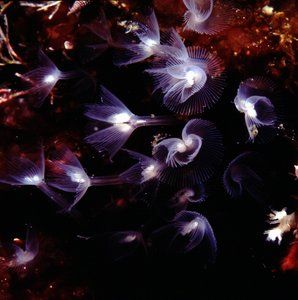 Origen embrionario: Protostomados