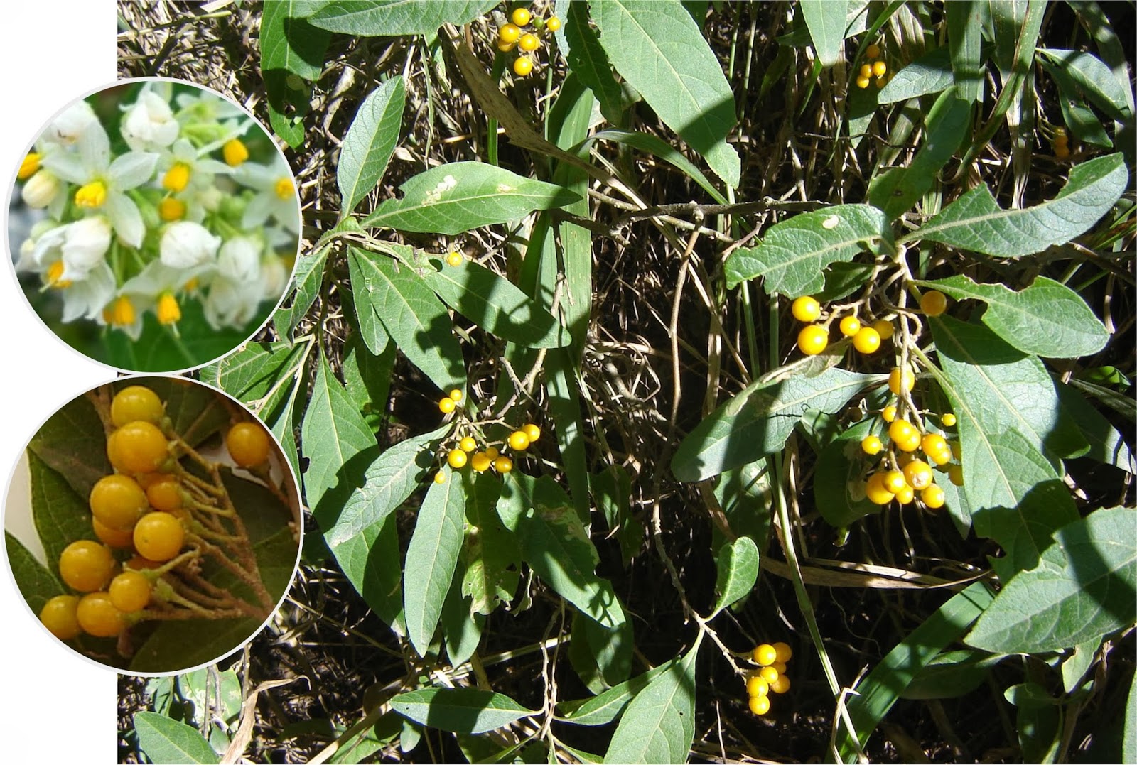 v e r d e c h a c o: Cabra yuyo / Amarguillo negro / Hediondilla