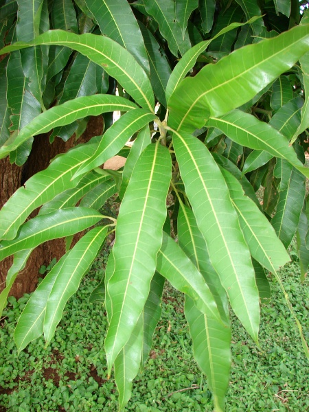 Mangueira - Mangifera indica L.