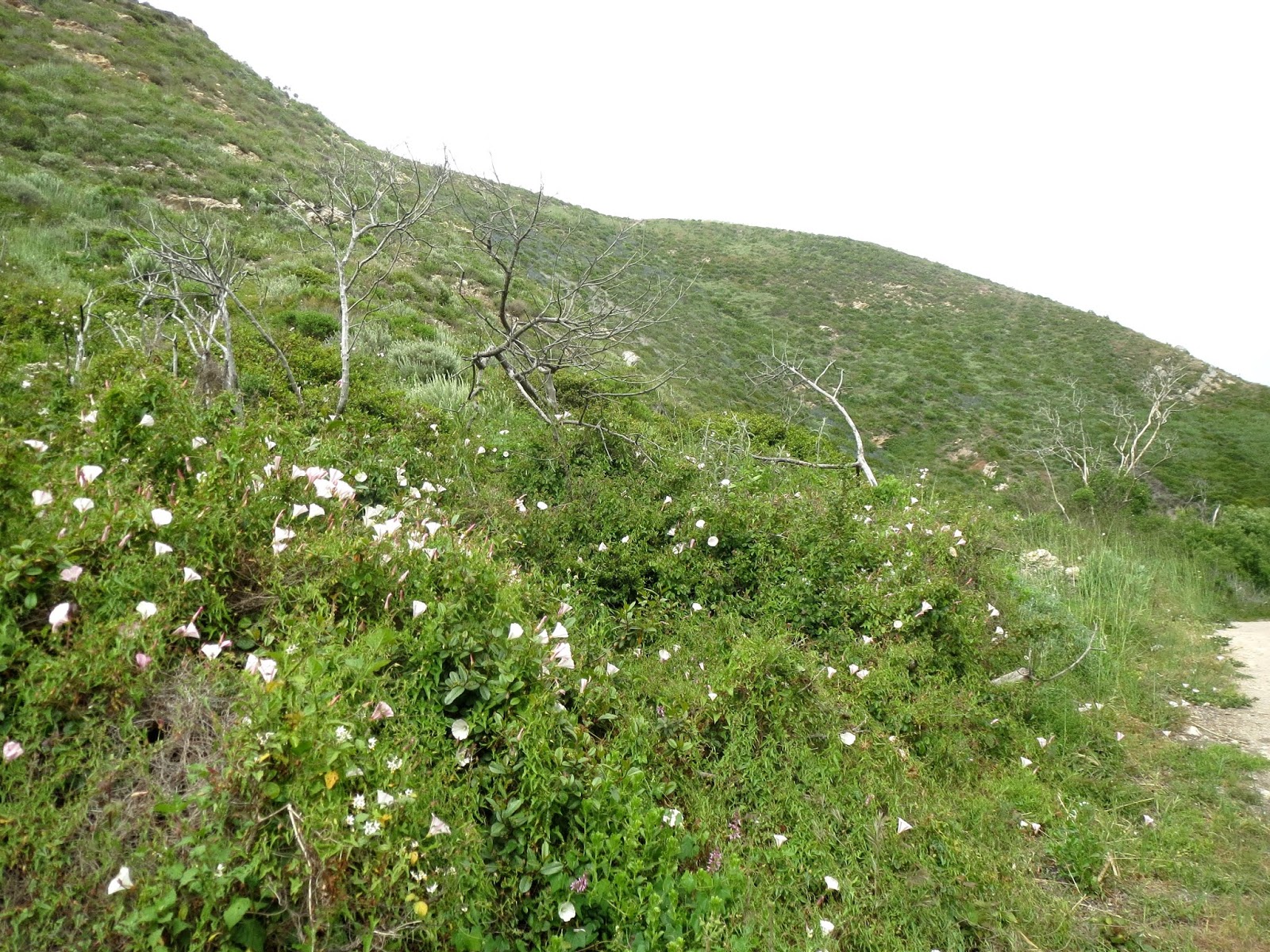 New Plants to Love in California's Coastal Sage Scrub