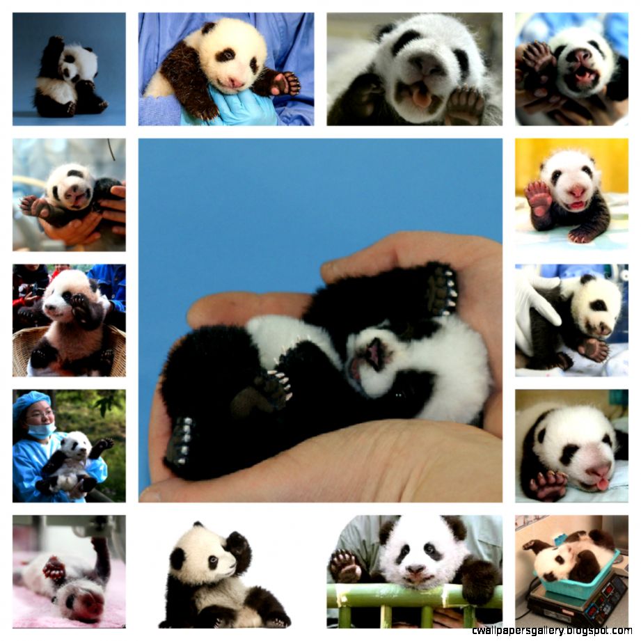 Cute Baby Panda Waving | Wallpapers Gallery