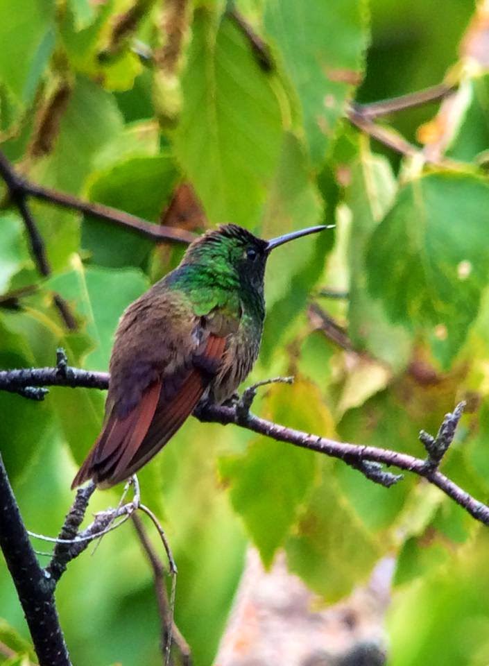 Berylline Hummingbird Range