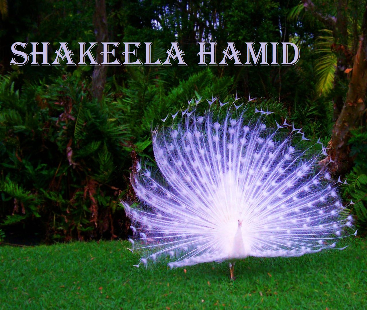 SHAKEELA: ވާހަކަޔަށް ފާޑު ކިއުން
