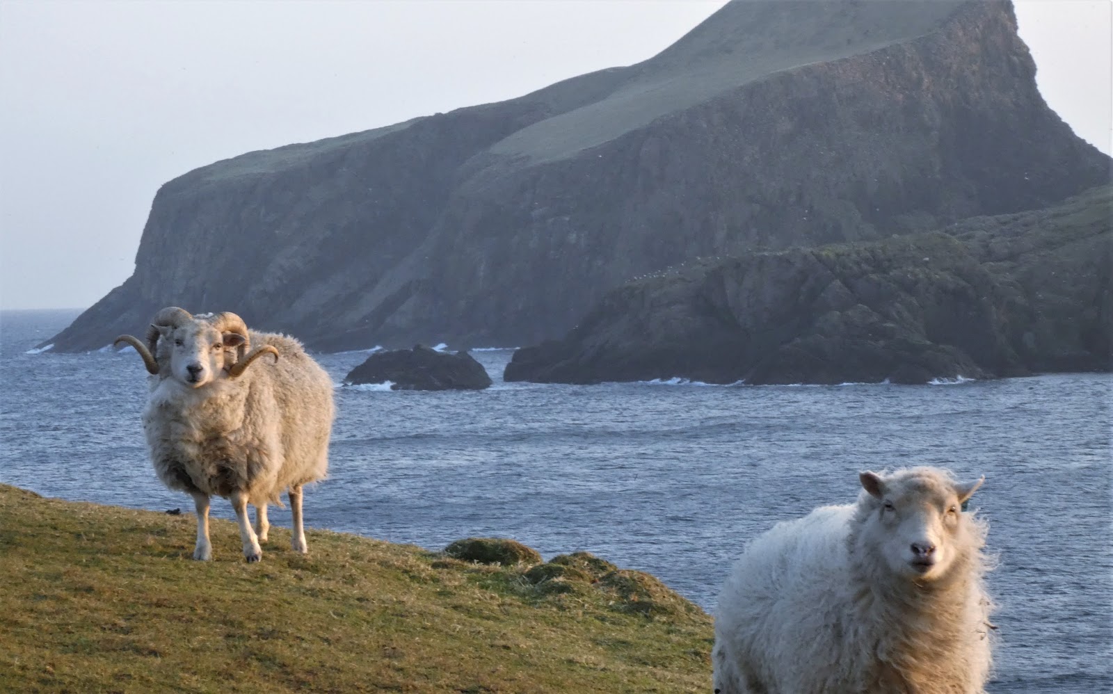 Fair Isle: Puffins & Lambs - It's that time of Year!
