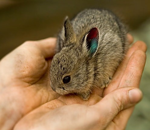 Durango Washington: Endangered Pygmy Rabbits are Back Breeding in the ...