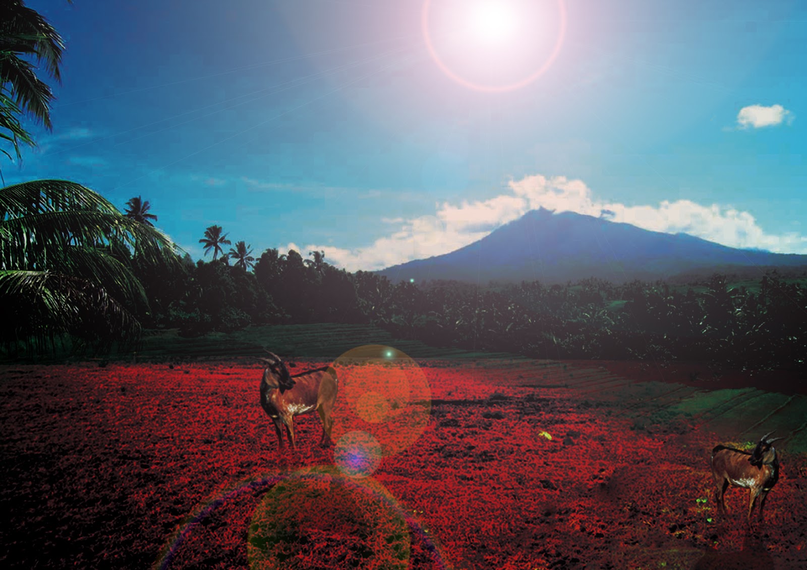 Dwi Saputra Anjasmara: Belajar Membuat Digital Imaging