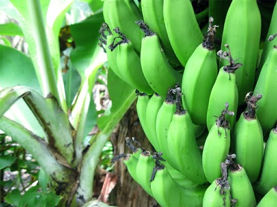 Banana High Definition Wallpapers Free Download - Wallpapers Photosz