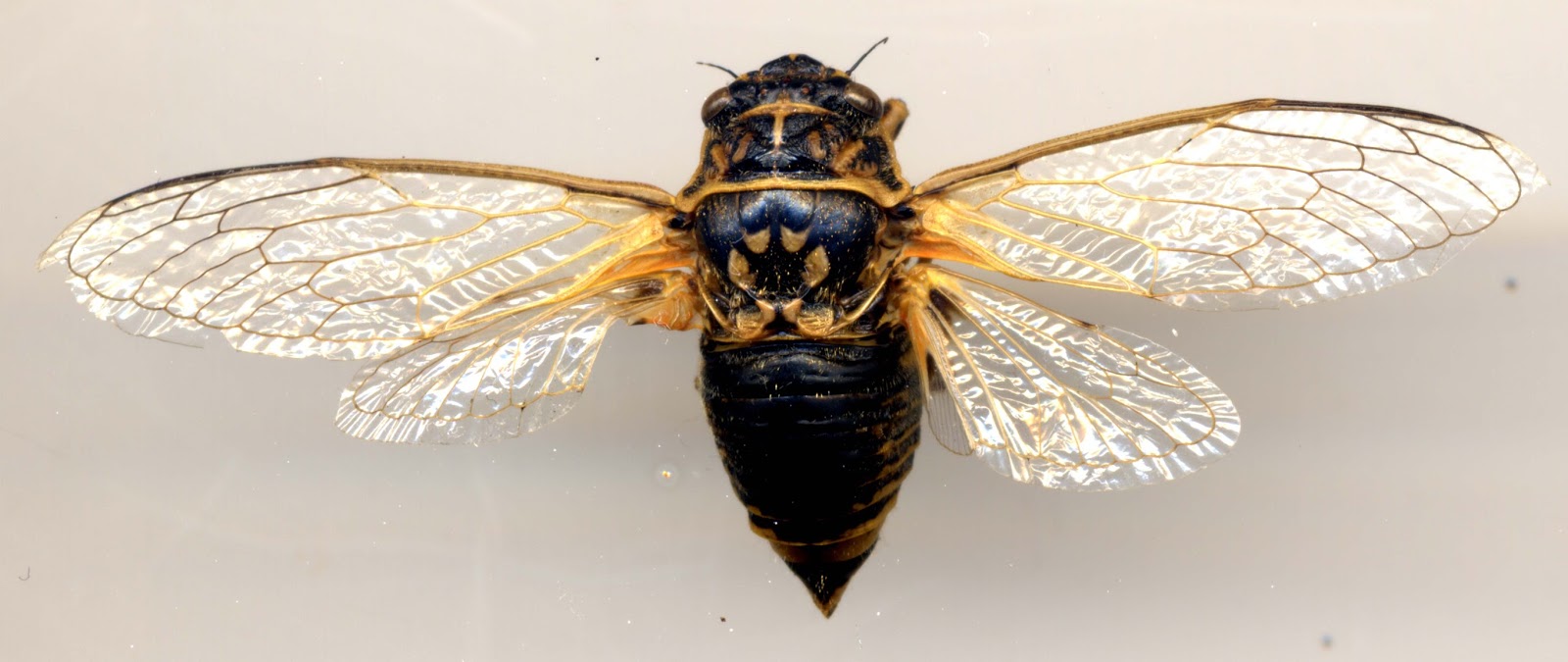 虫頭: オカナガナゼミ（Okanagana vanduzeei）Vanduzee’s Cicada
