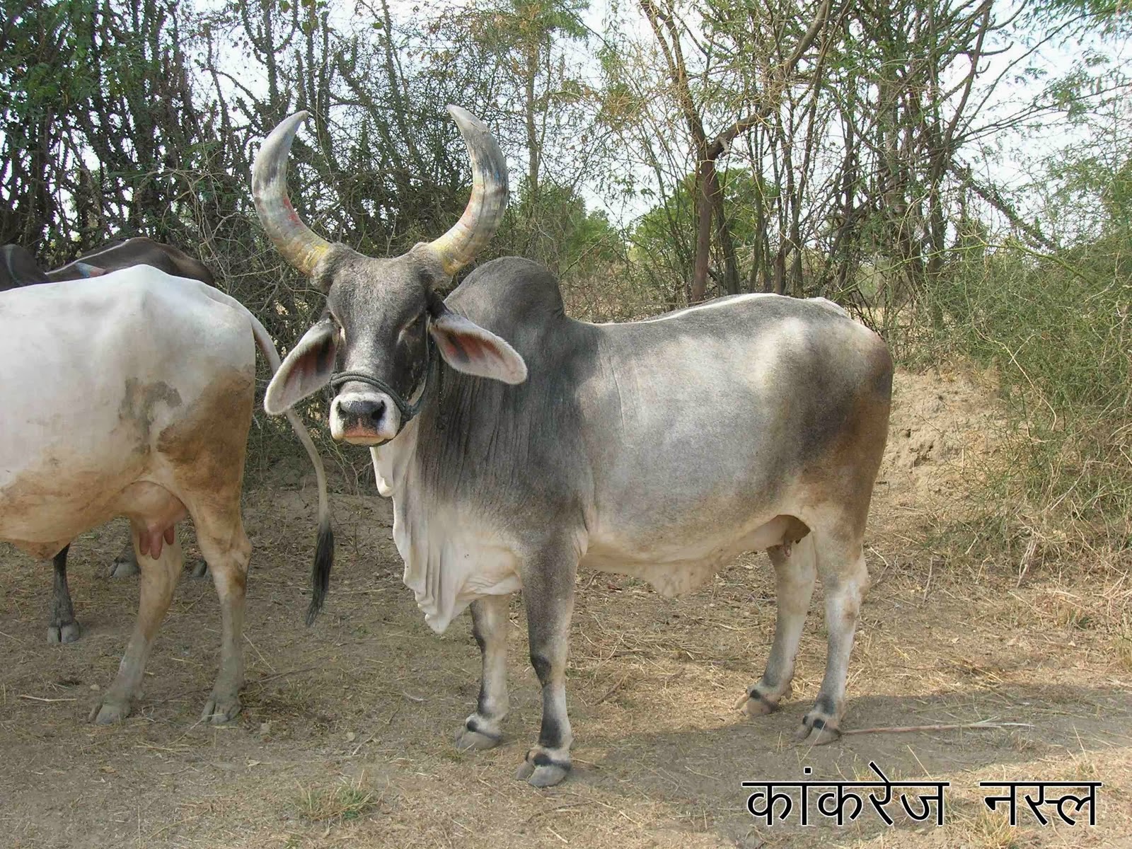 Kaldera Romadhon: Sapi Brahman & Sapi Ongole