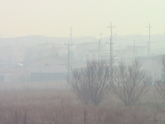 Sue's Blog: Important Update on Seal Cove Fire