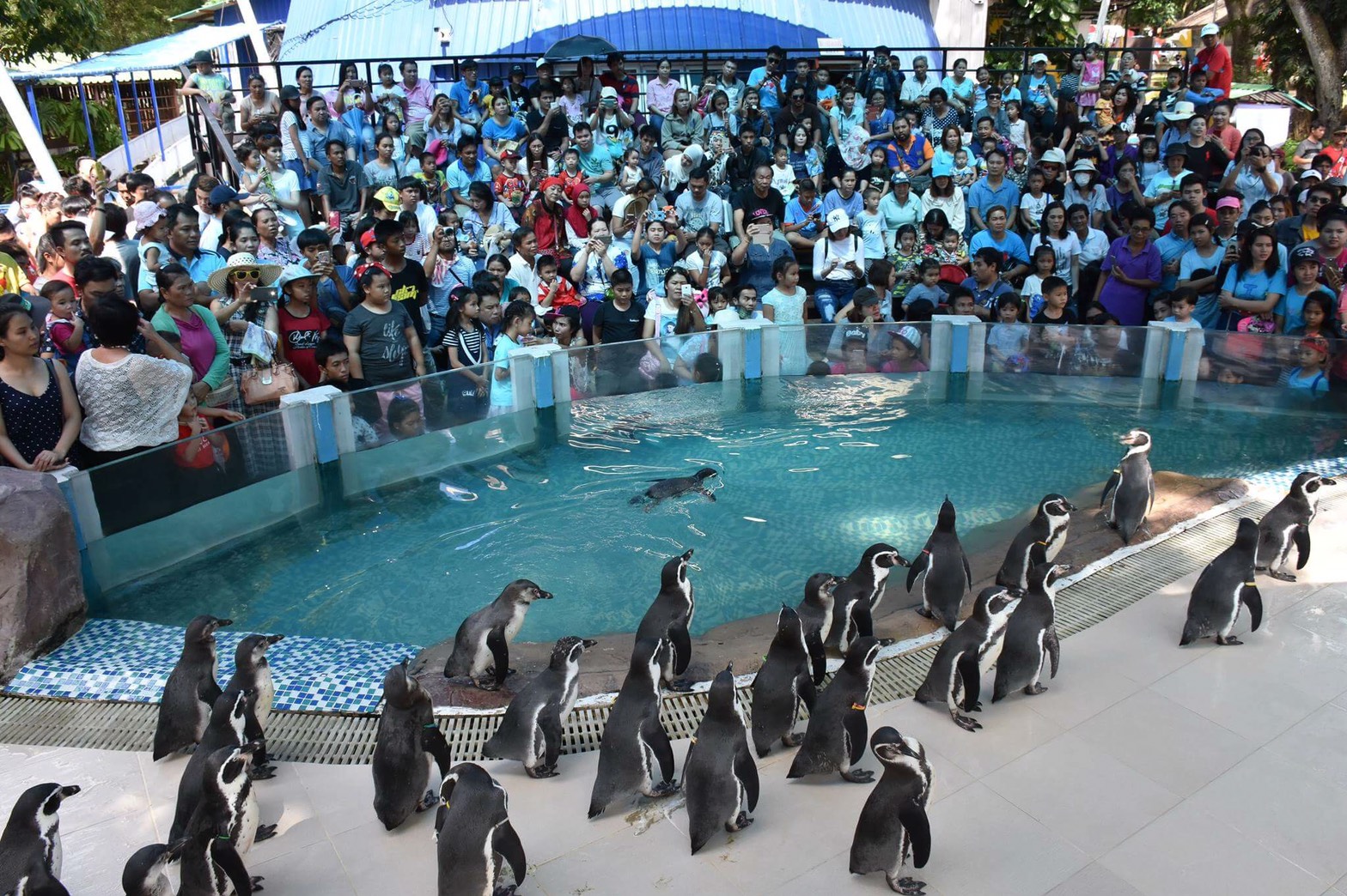 ของโบราณ: Khao Kheow Open Zoo:Thailand :สวนสัตว์เปิดเขาเขียว