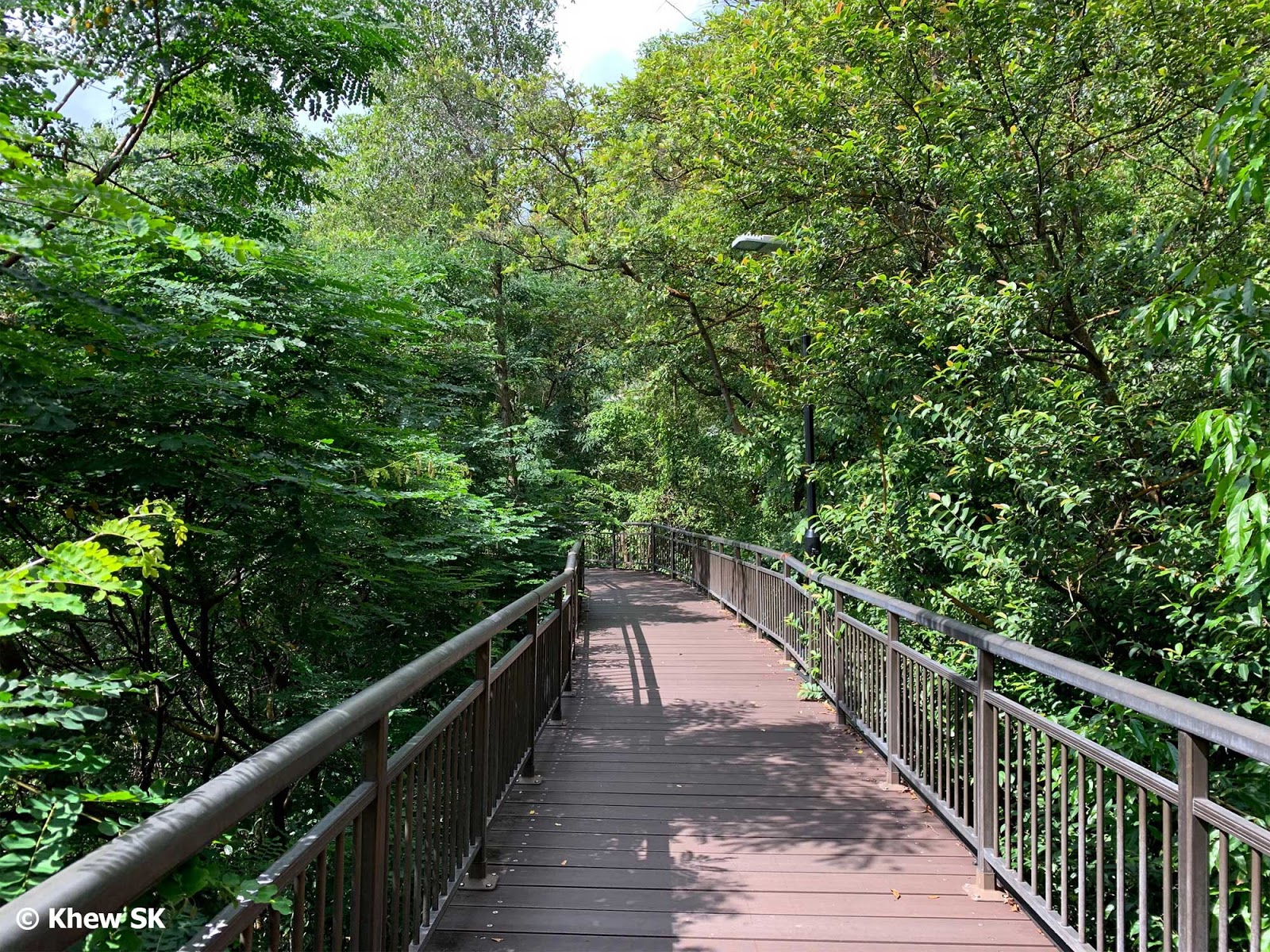 Butterflies of Singapore: Butterfly Photography at Our Local Parks ...