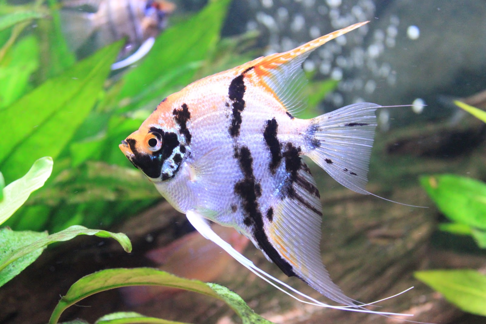 Pias FarmVille: Fiskar i olika färger