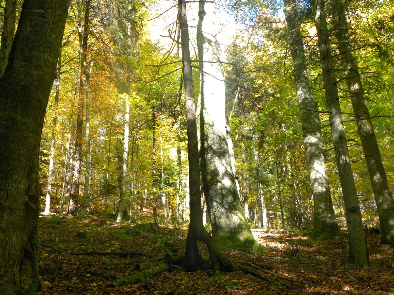 Munte, fotografie si nu numai: Muntii Rarau - vf Giumalau si Pietrele ...