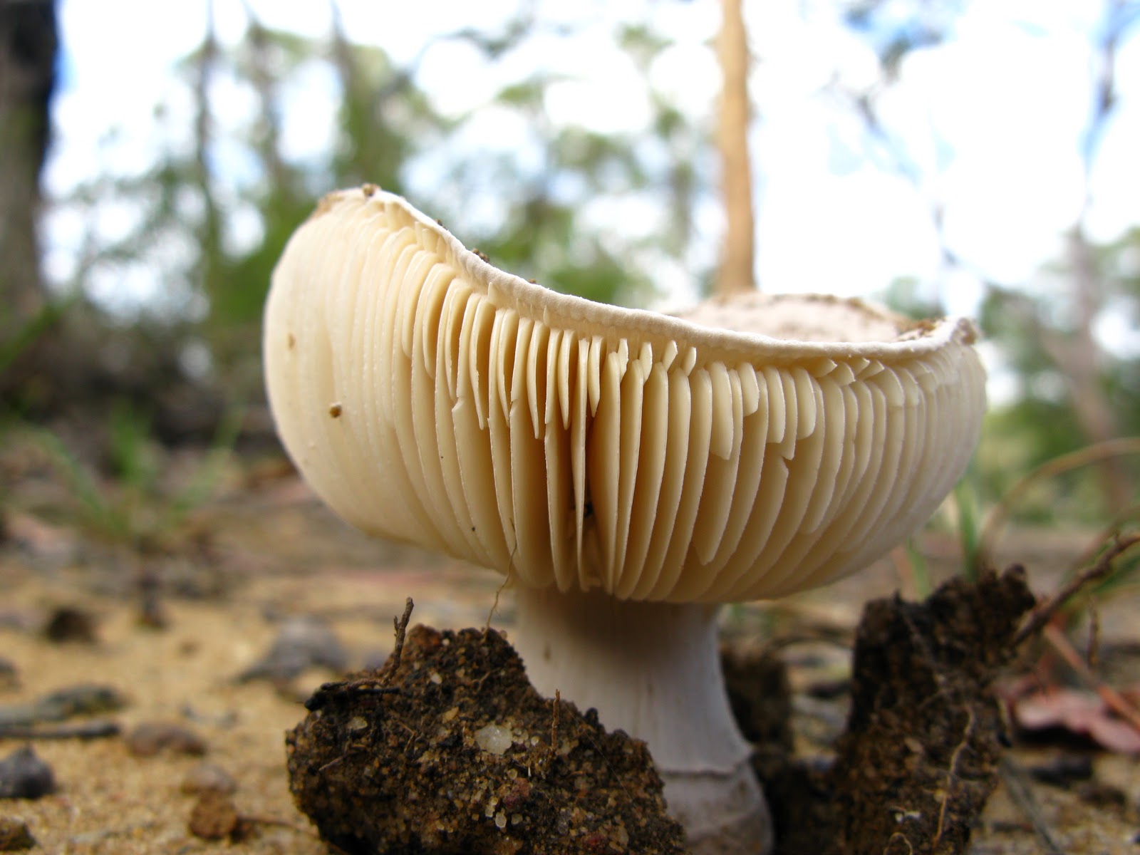 Darren M: UPPER NEPEAN PACKRAFTING