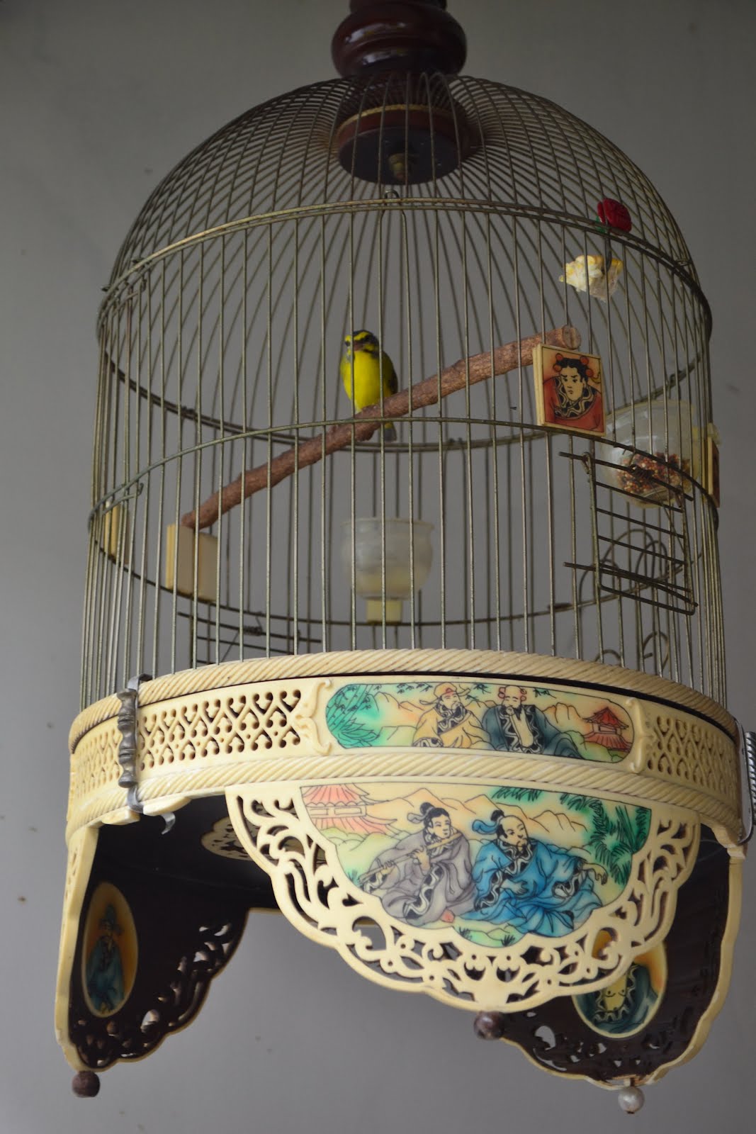 Finchpolis: the Serins Breeding: Breeding the Yellow Fronted Canary ...