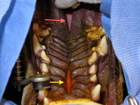 Veterinary Key Points: 8 Principles of Cleft Palate Repair in Dogs and Cats