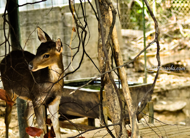 Elal Lasola Travel & Photography: Subic | Zoobic Safari