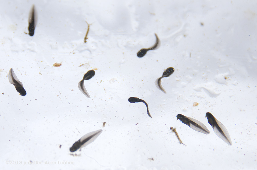 Quercus Design: Tadpoles