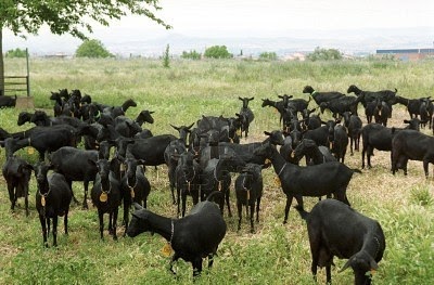 Capre de vanzare-rasa Serrana | Vanzare capre de rasa