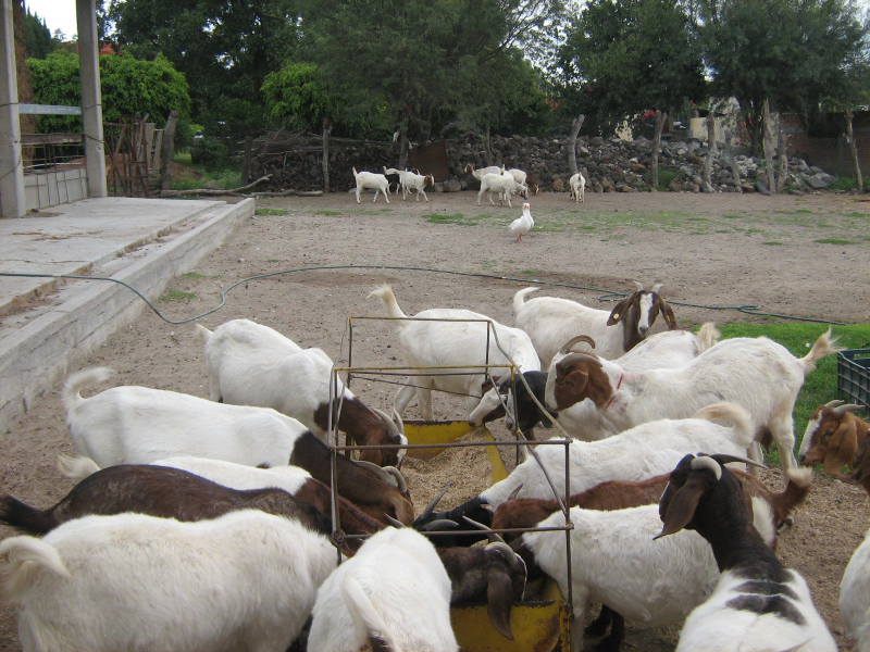 Criadero de Chivos Boer