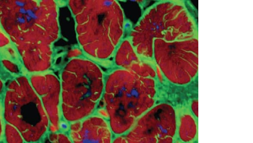 Il primo muscolo cardiaco da staminali che funziona come un cuore umano ...