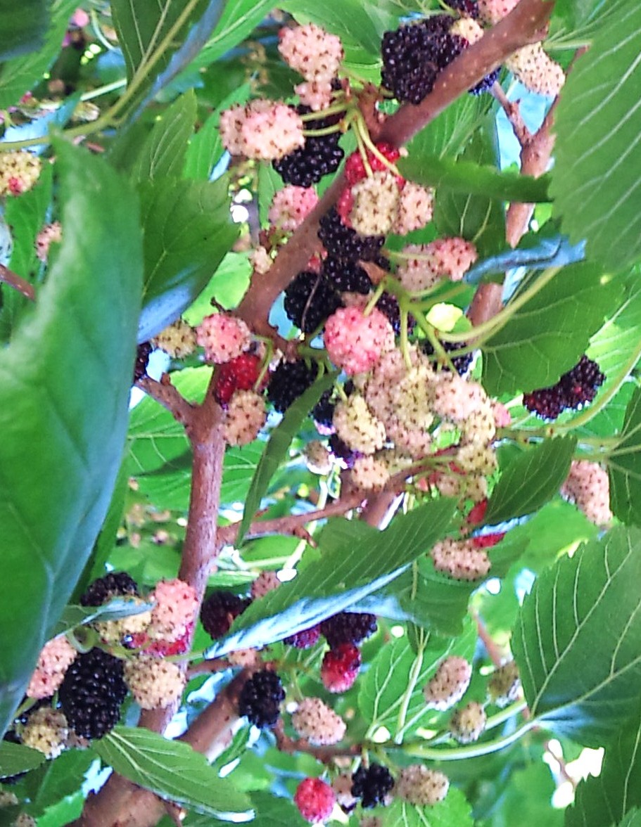 Árboles con alma: Morera. (Morus alba)
