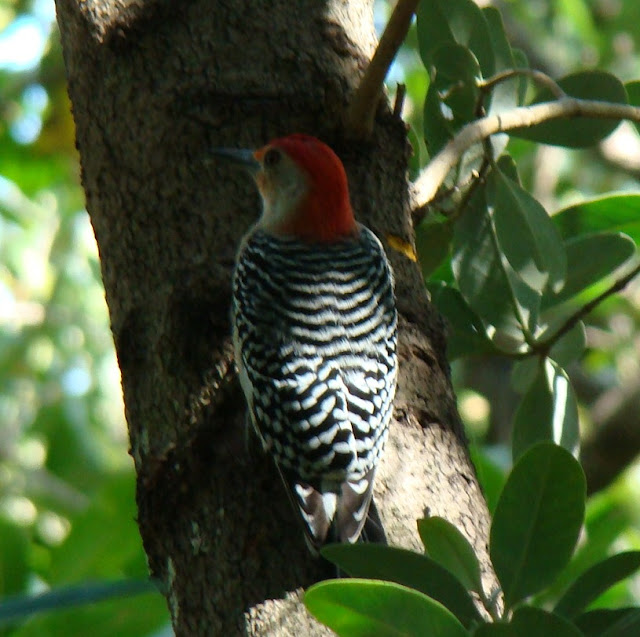 Burly Bird: Florida AVICATION Part II: The Glades...