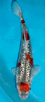 How To Select Ginrin Koi | Koi Fish Care Info