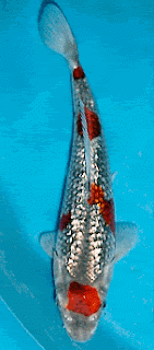 How To Select Ginrin Koi | Koi Fish Care Info