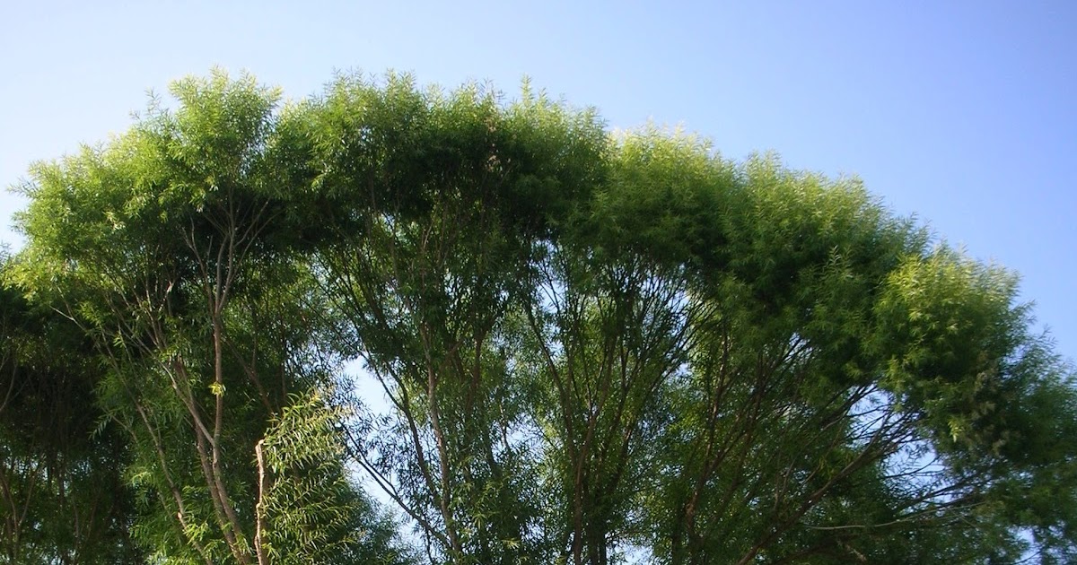 JeffCo Gardener: A Cut Above the Rest; Choosing An Arborist by Kate ...