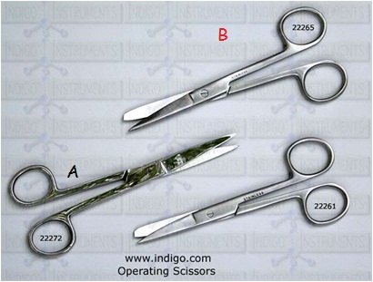 Satria buah: Anatomi