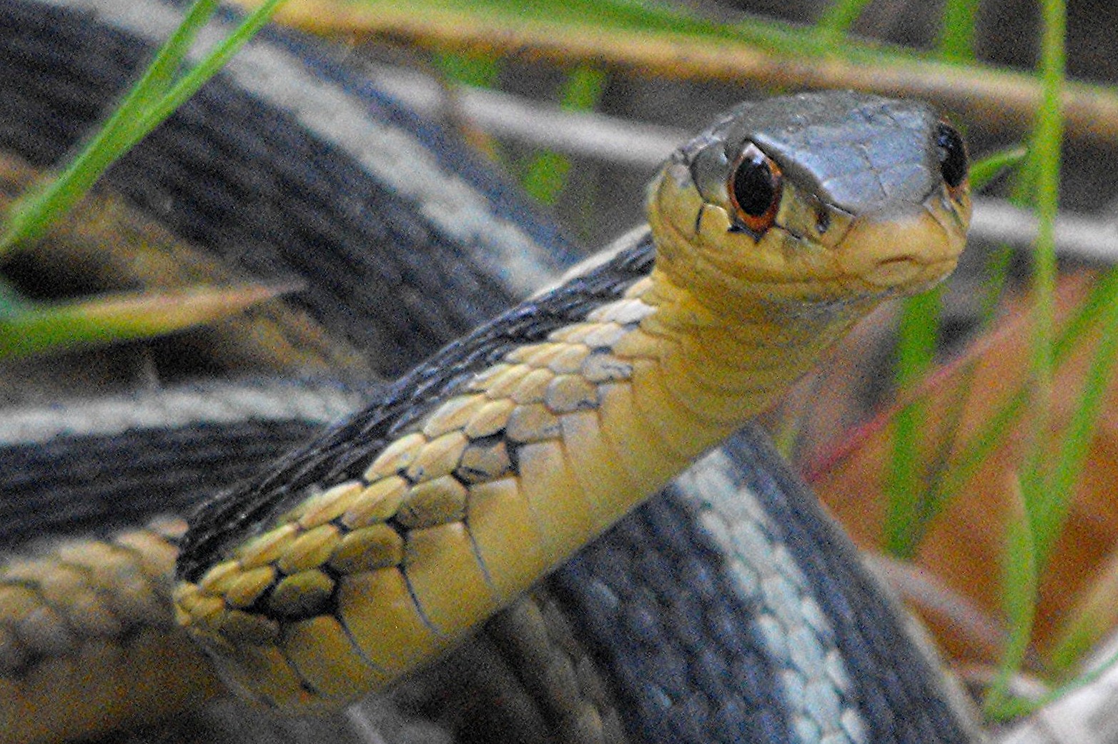 nature tales and camera trails: A Garter snake in the grass for mellow ...