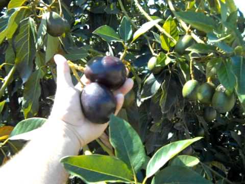 Nabal Avocado Tree