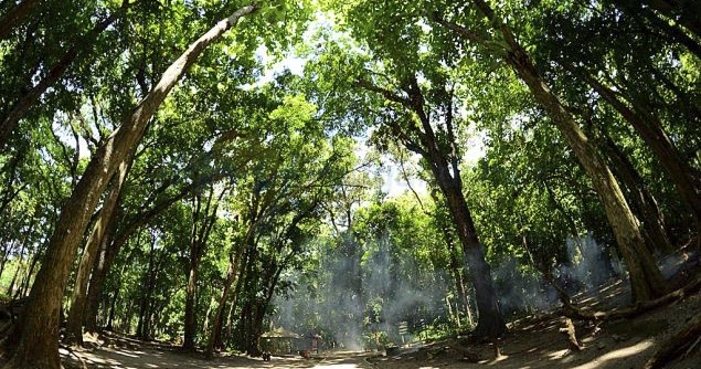 Forest: Cagar Alam Dolok Saut-Surungan