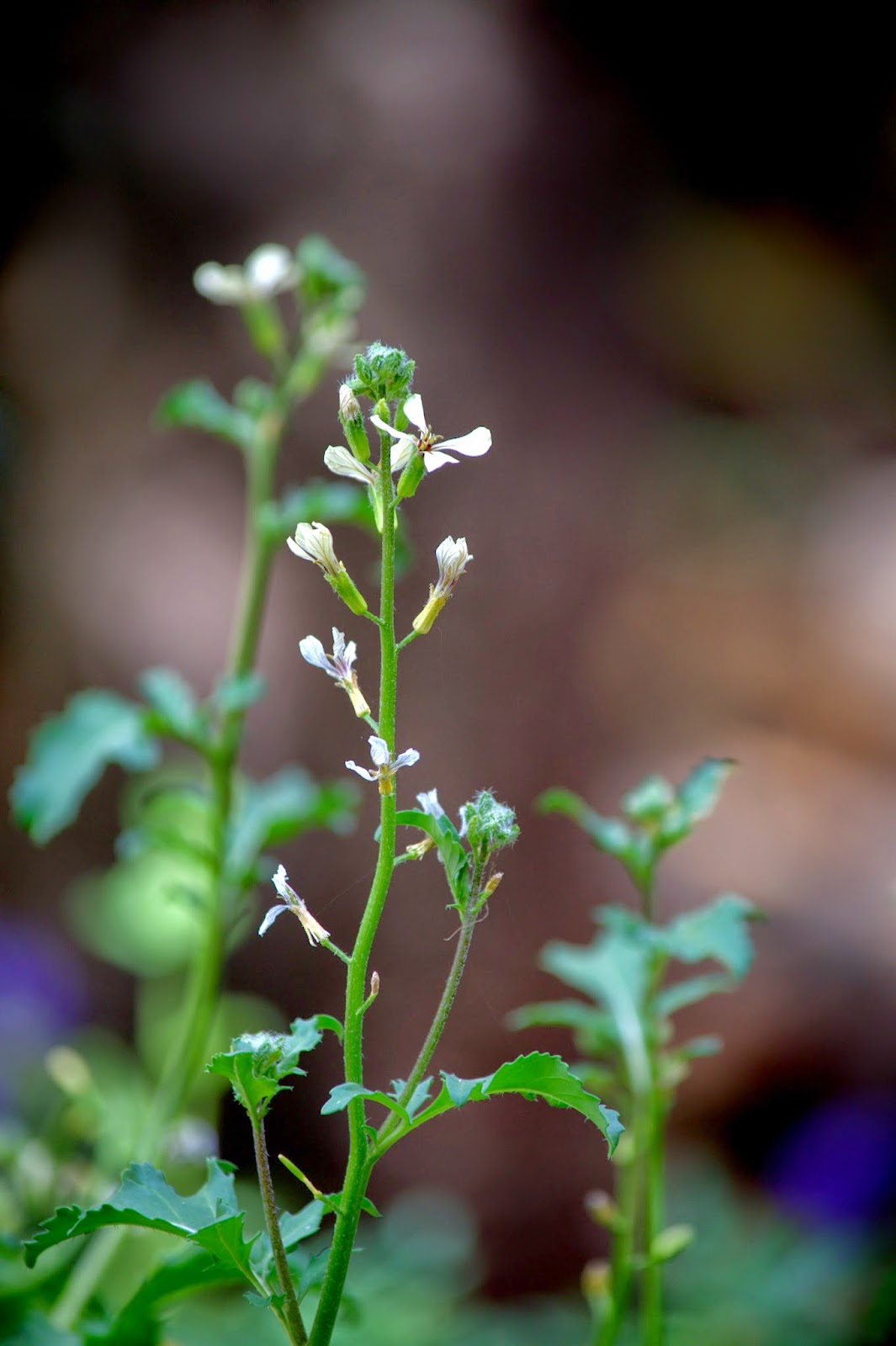 Are arugula and rucola different? Know more about the rocket greens...