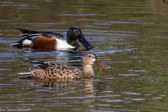 DocNatureBlog: Un bello pato con un pico muy adaptado. Cuchara común ...
