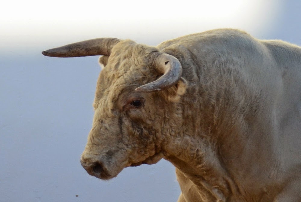 ambitotoros: Sobre los pitones de los toros de Prieto de la Cal En Zalamea